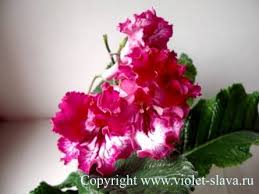 Streptocarpus :: Streptocarpus