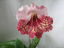 Streptocarpus :: Streptocarpus